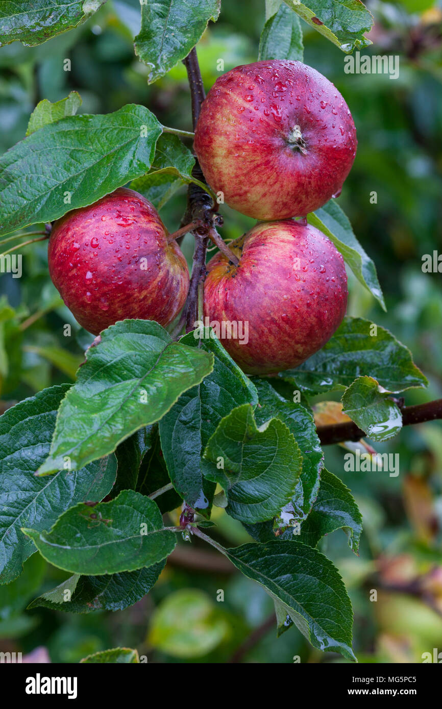 Apple varieties. Apple County Cider Stock Photo - Alamy