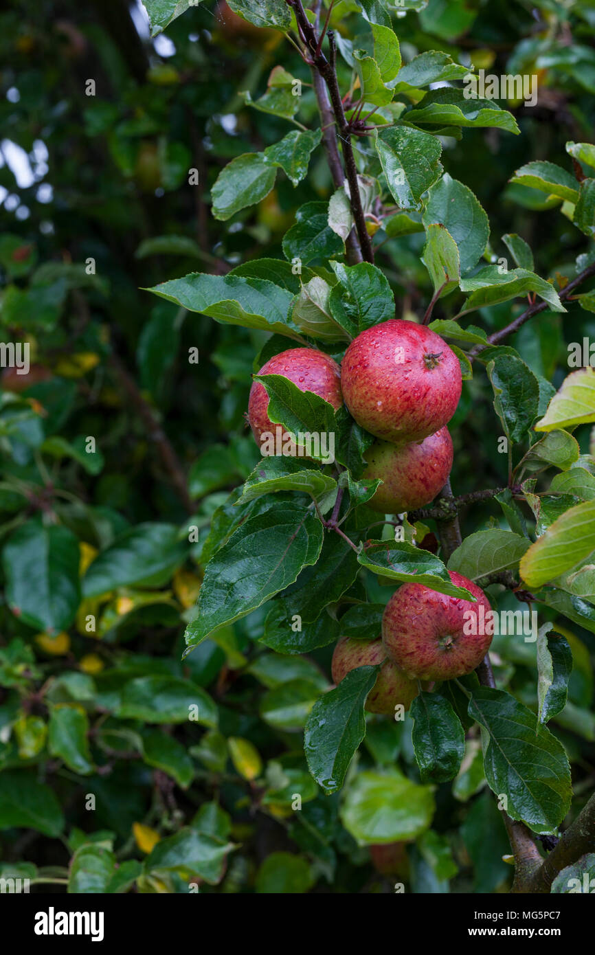 Dabinett apple tree hi-res stock photography and images - Alamy