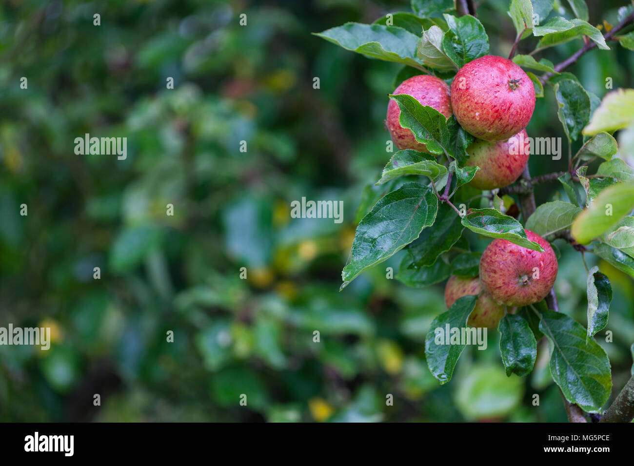 Apple varieties. Apple County Cider Stock Photo - Alamy