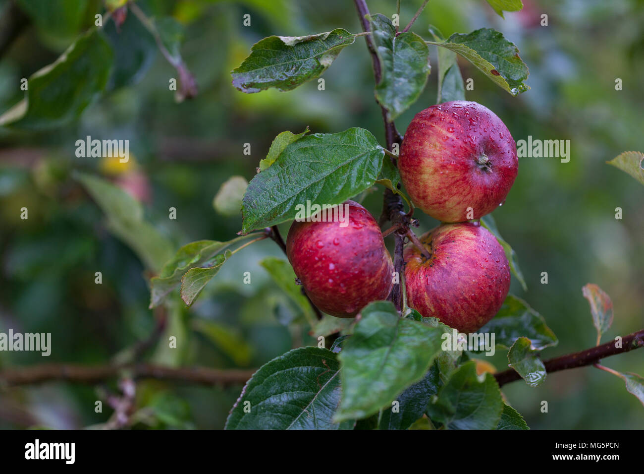 Apple varieties. Apple County Cider Stock Photo - Alamy