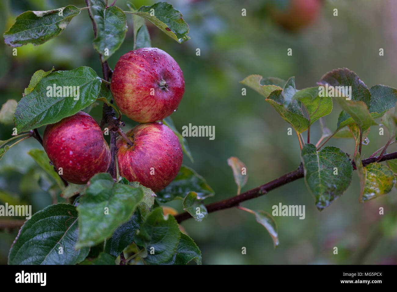 Apple varieties. Apple County Cider Stock Photo - Alamy