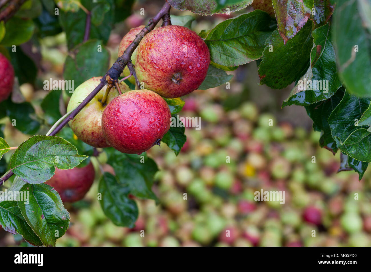Dabinett apple tree hi-res stock photography and images - Alamy
