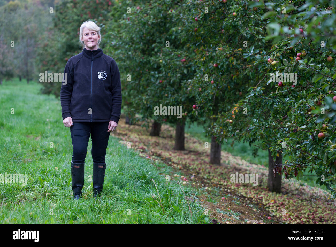 Apple varieties. Apple County Cider Stock Photo - Alamy