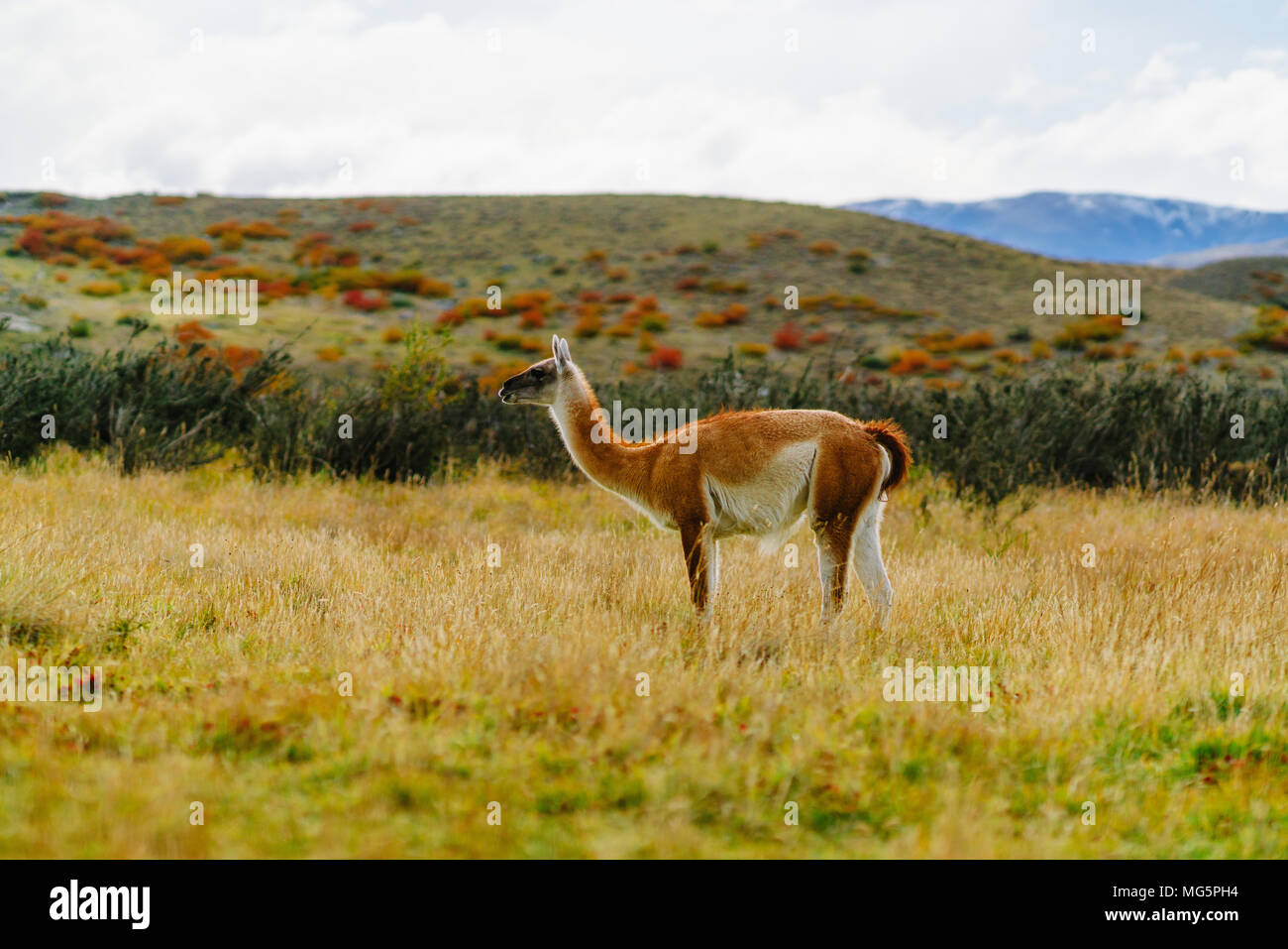 Guanaco in the Torres del Paine National Park. Autumn in Patagonia, the ...