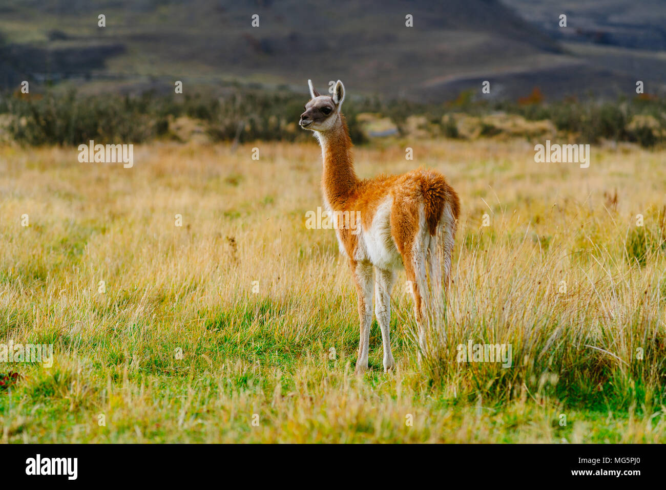 Guanaco in the Torres del Paine National Park. Autumn in Patagonia, the ...