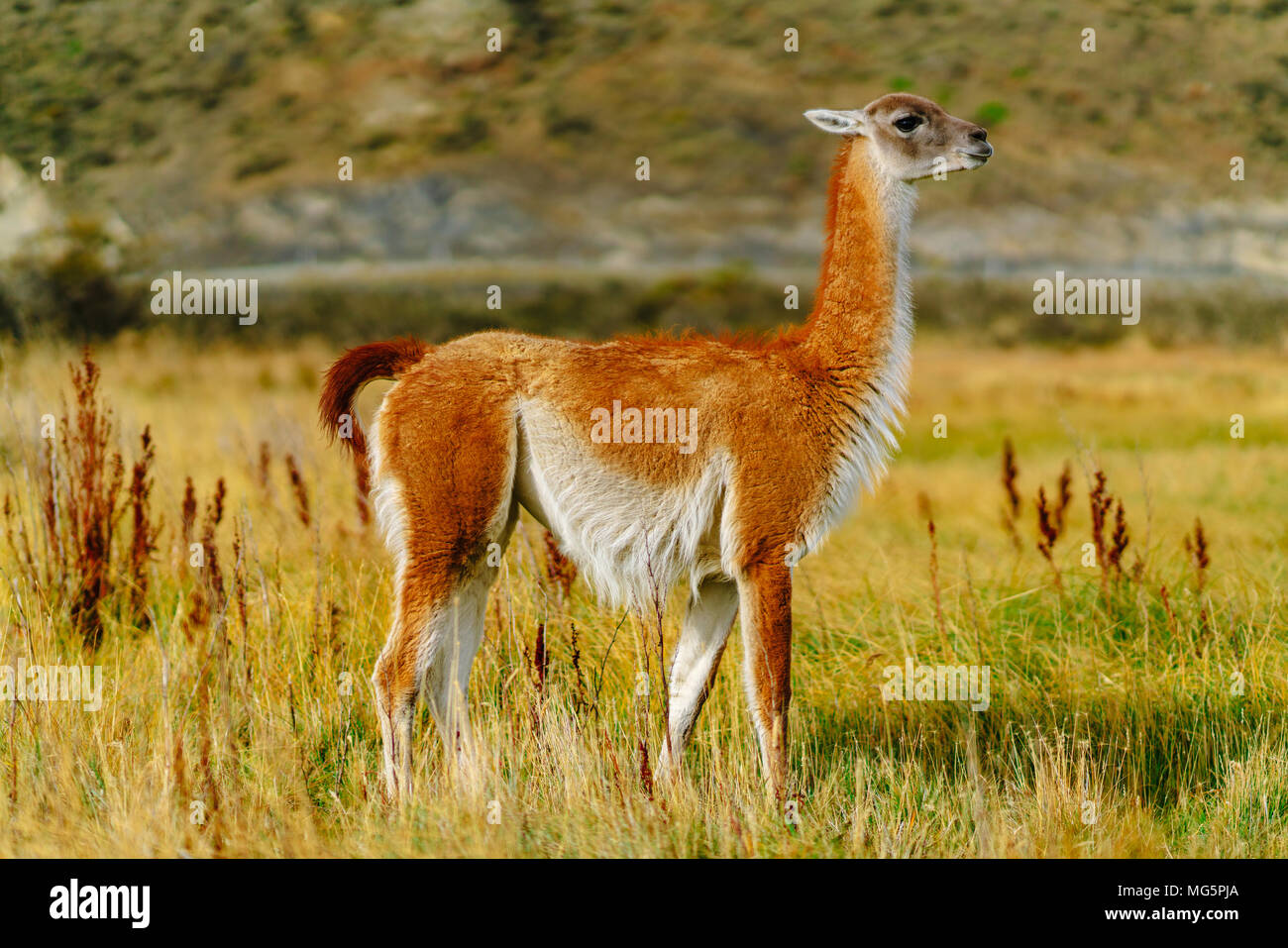 Guanaco in the Torres del Paine National Park. Autumn in Patagonia, the ...
