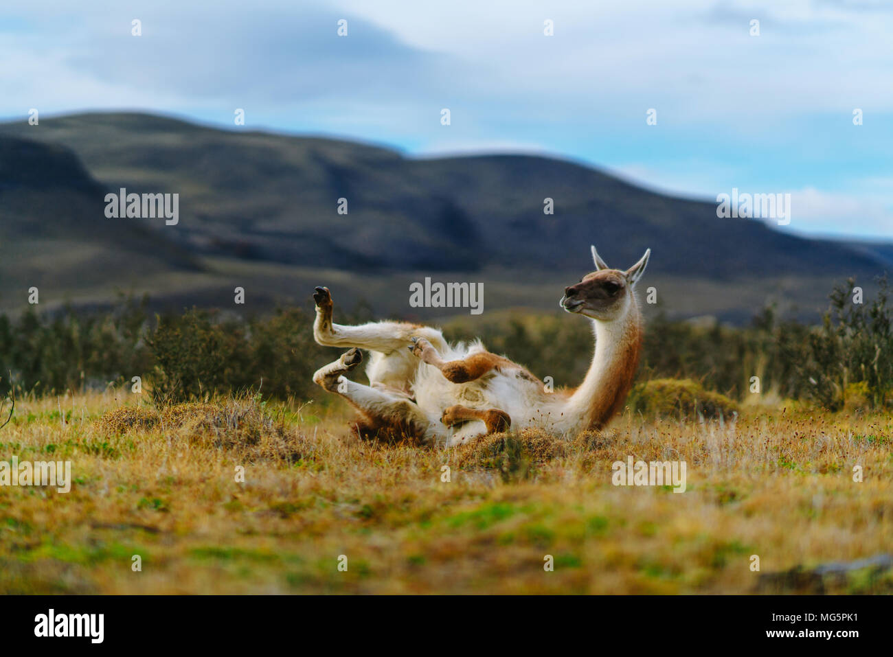 Guanaco ecuador hi-res stock photography and images - Alamy