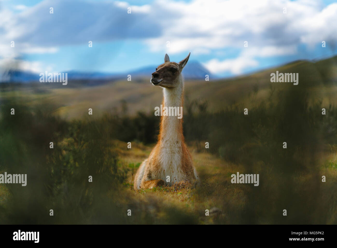 Guanaco ecuador hi-res stock photography and images - Alamy