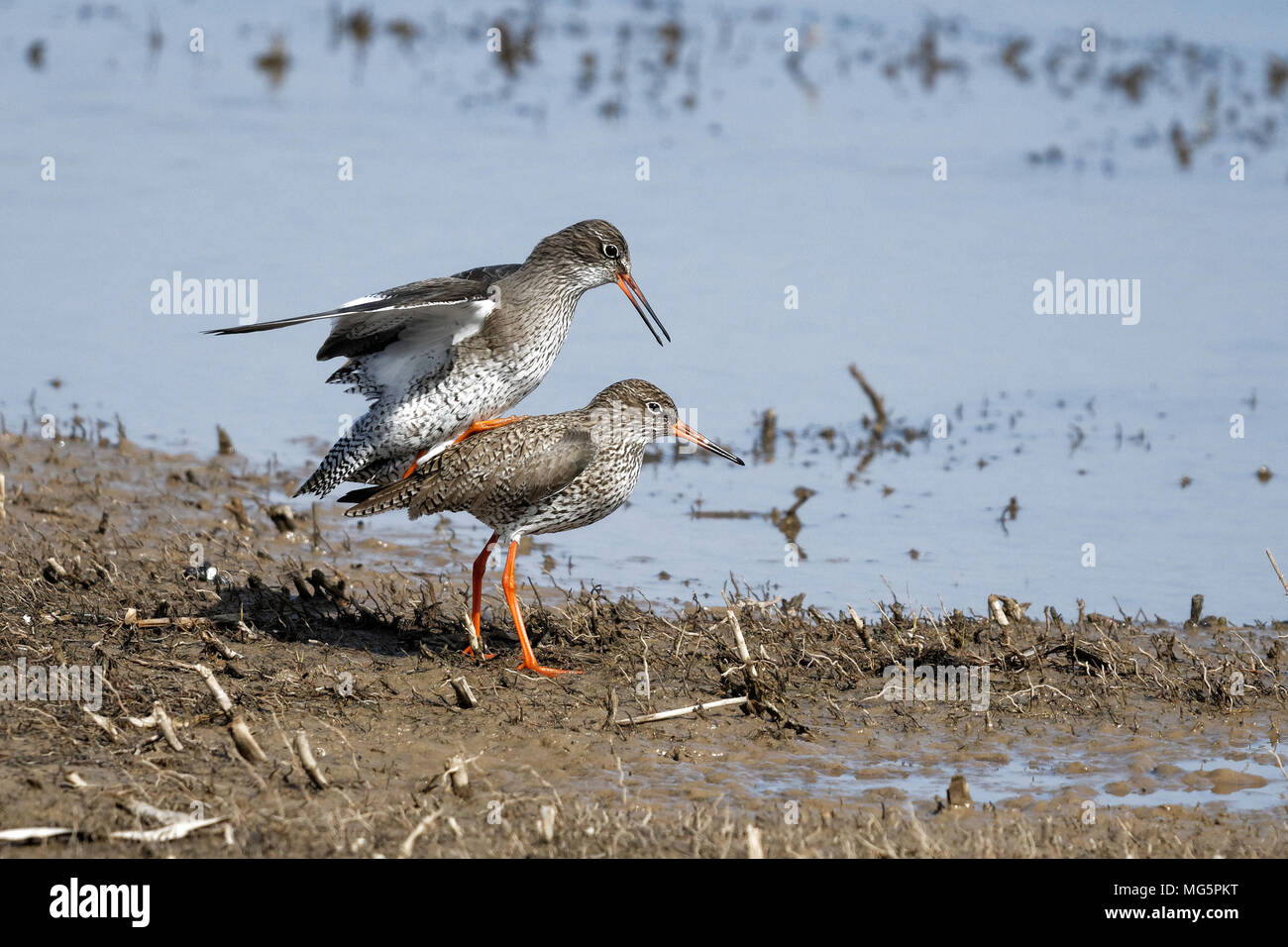 Common Redshanks mating Stock Photo - Alamy