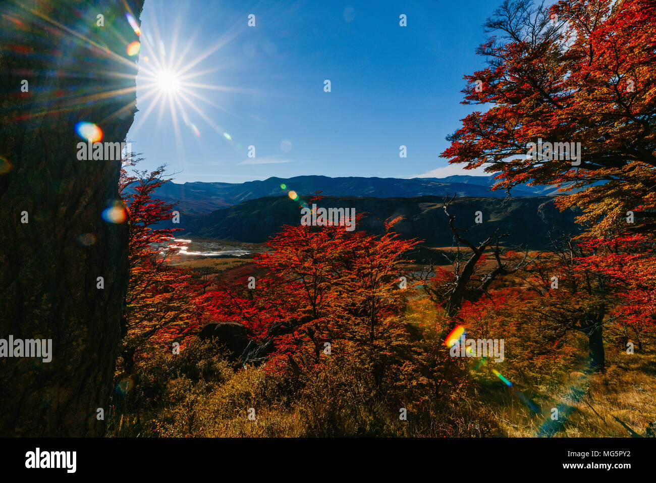Bright colors of autumn and landscapes of the park Los Glaciares. Fall ...