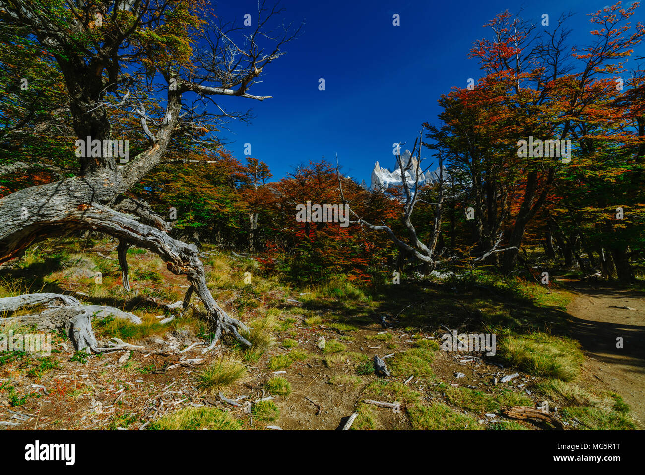 Bright colors of autumn and landscapes of the park Los Glaciares. Fall ...