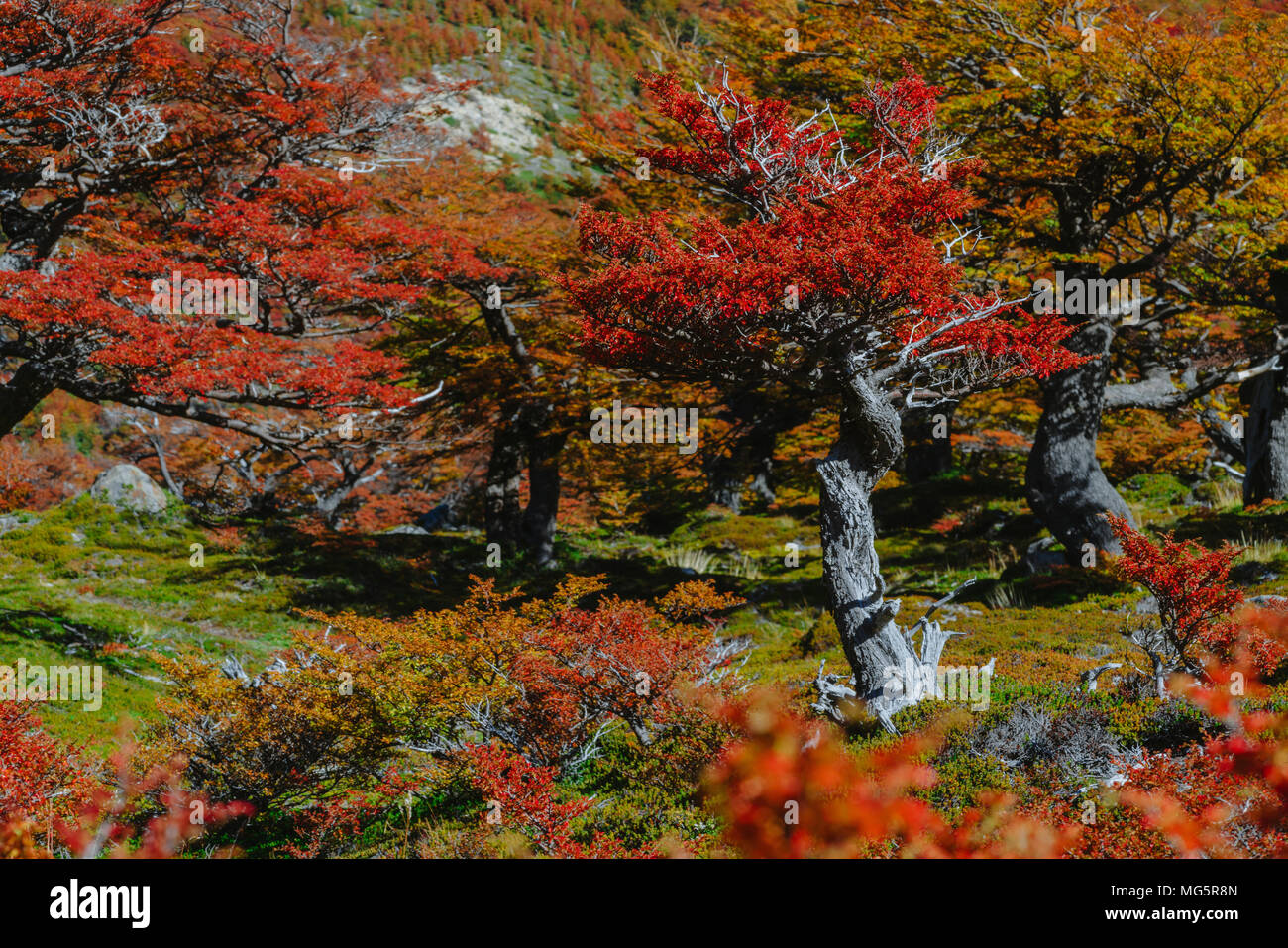 Bright colors of autumn and landscapes of the park Los Glaciares. Fall ...