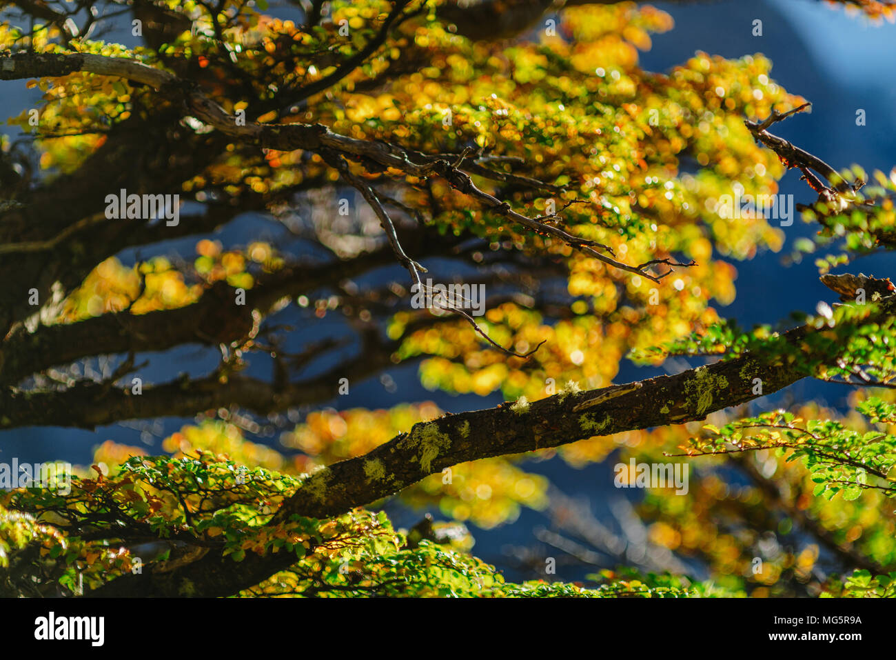 Bright colors of autumn and landscapes of the park Los Glaciares. Fall ...