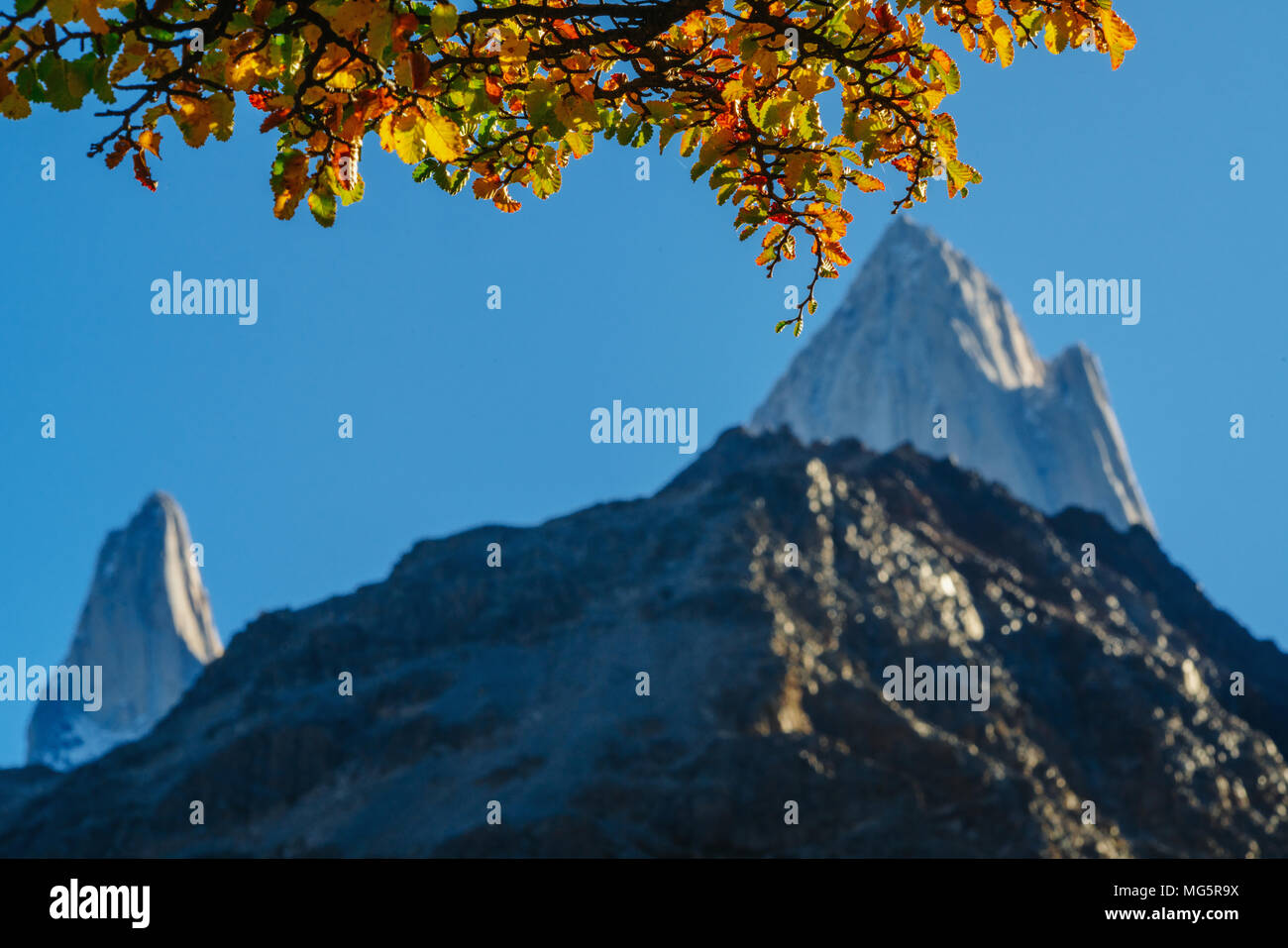 View of Mount Fitz Roy and through the branches of trees in the ...