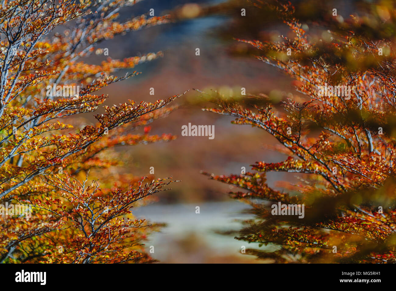 Bright colors of autumn and landscapes of the park Los Glaciares. Fall ...