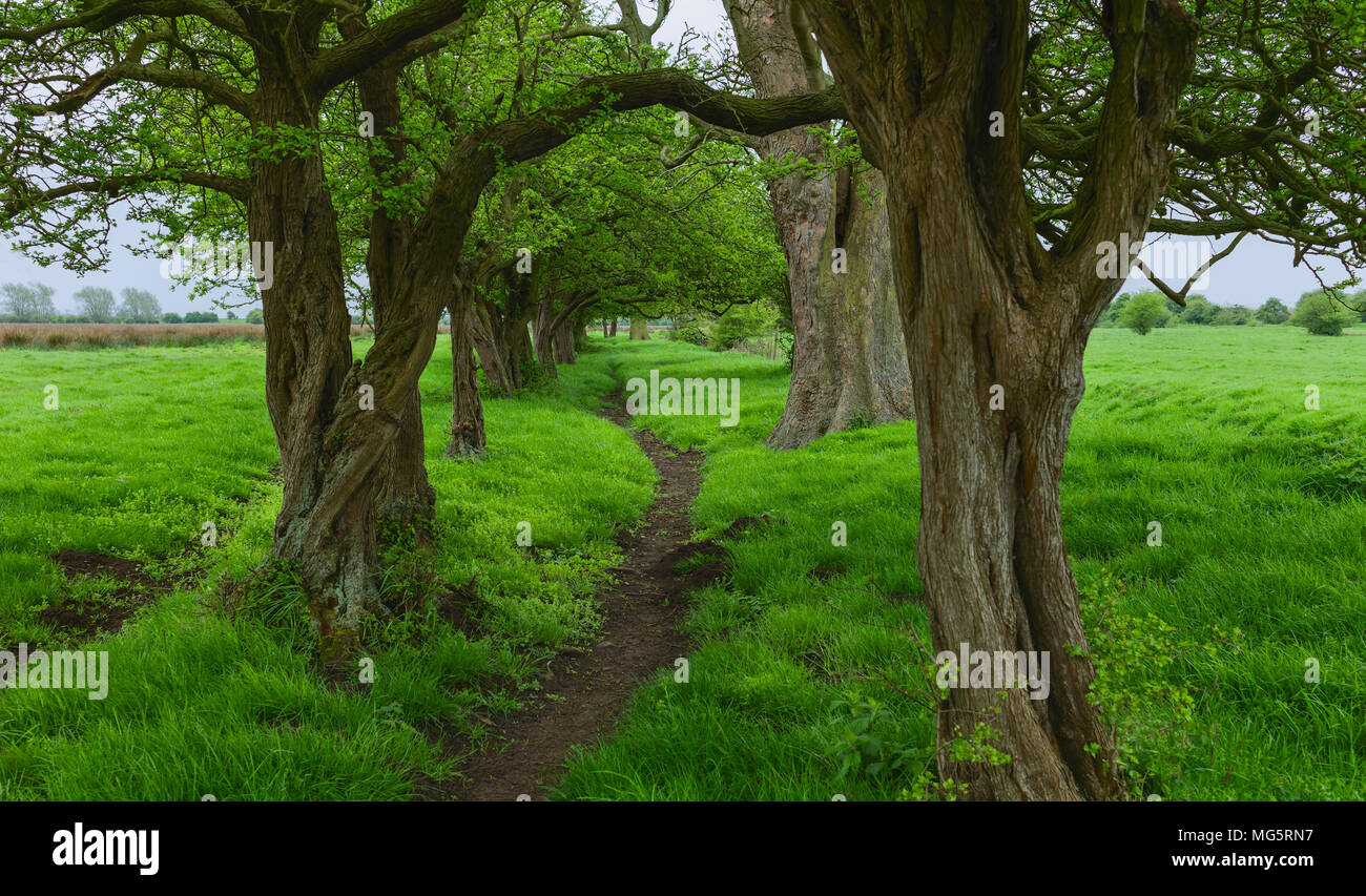 Trees sprouting spring leaves and fields of grass flank a footpath on ...