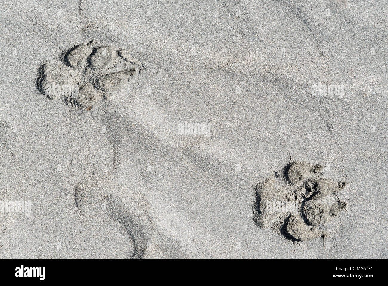 Paw prints on wavy sand beach Stock Photo - Alamy