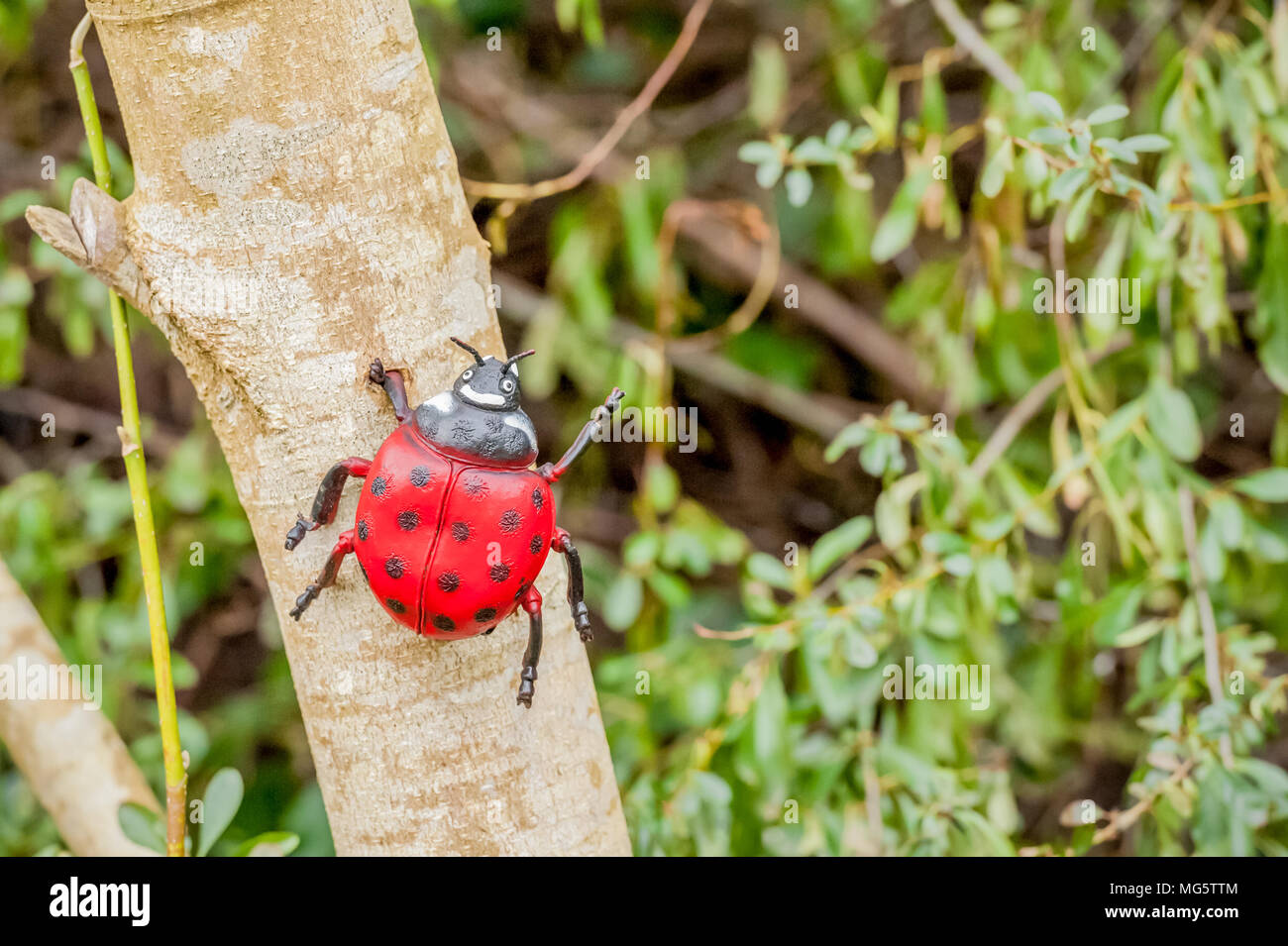 Plastic ladybug hi-res stock photography and images - Alamy