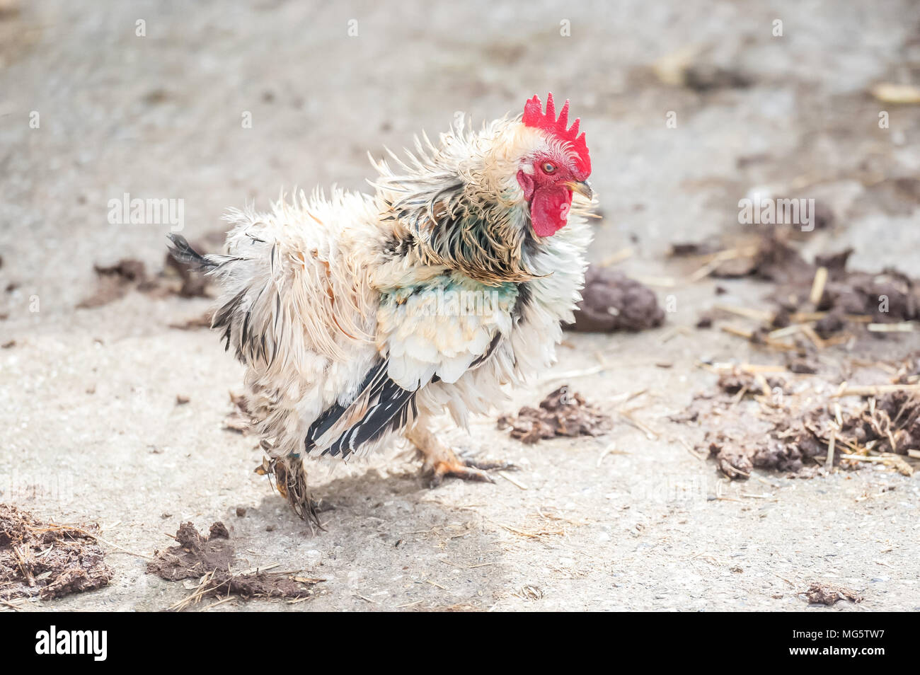 scrawny little chicken walking through farmyard manure Stock Photo - Alamy