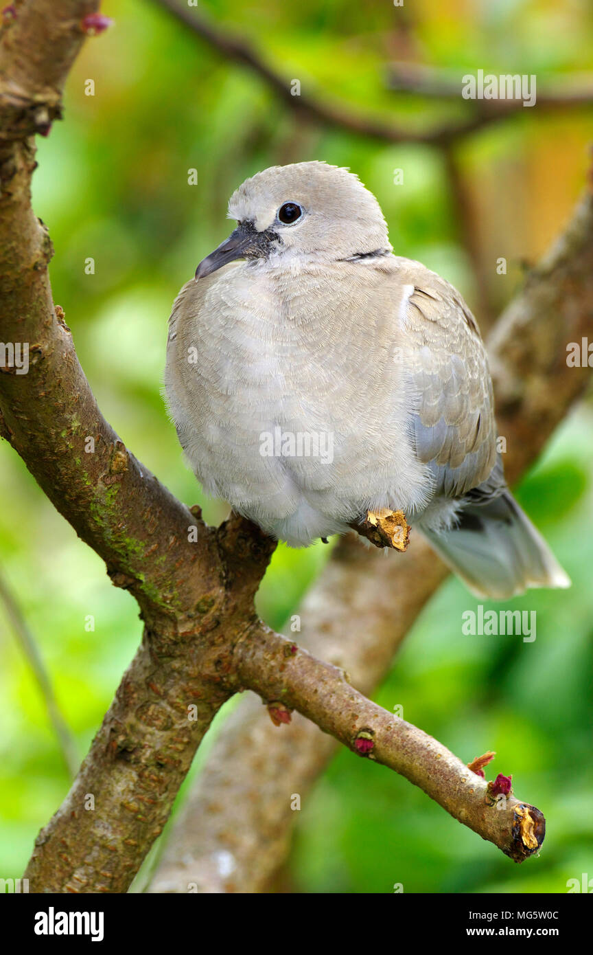 Grey collared dove hi-res stock photography and images - Alamy