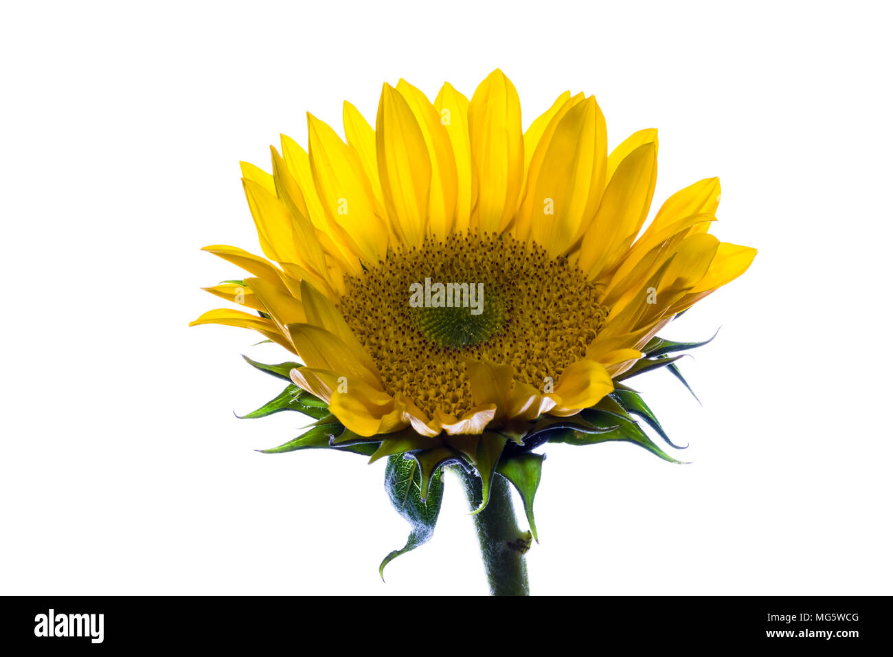 Single isolated flower hi-res stock photography and images - Alamy