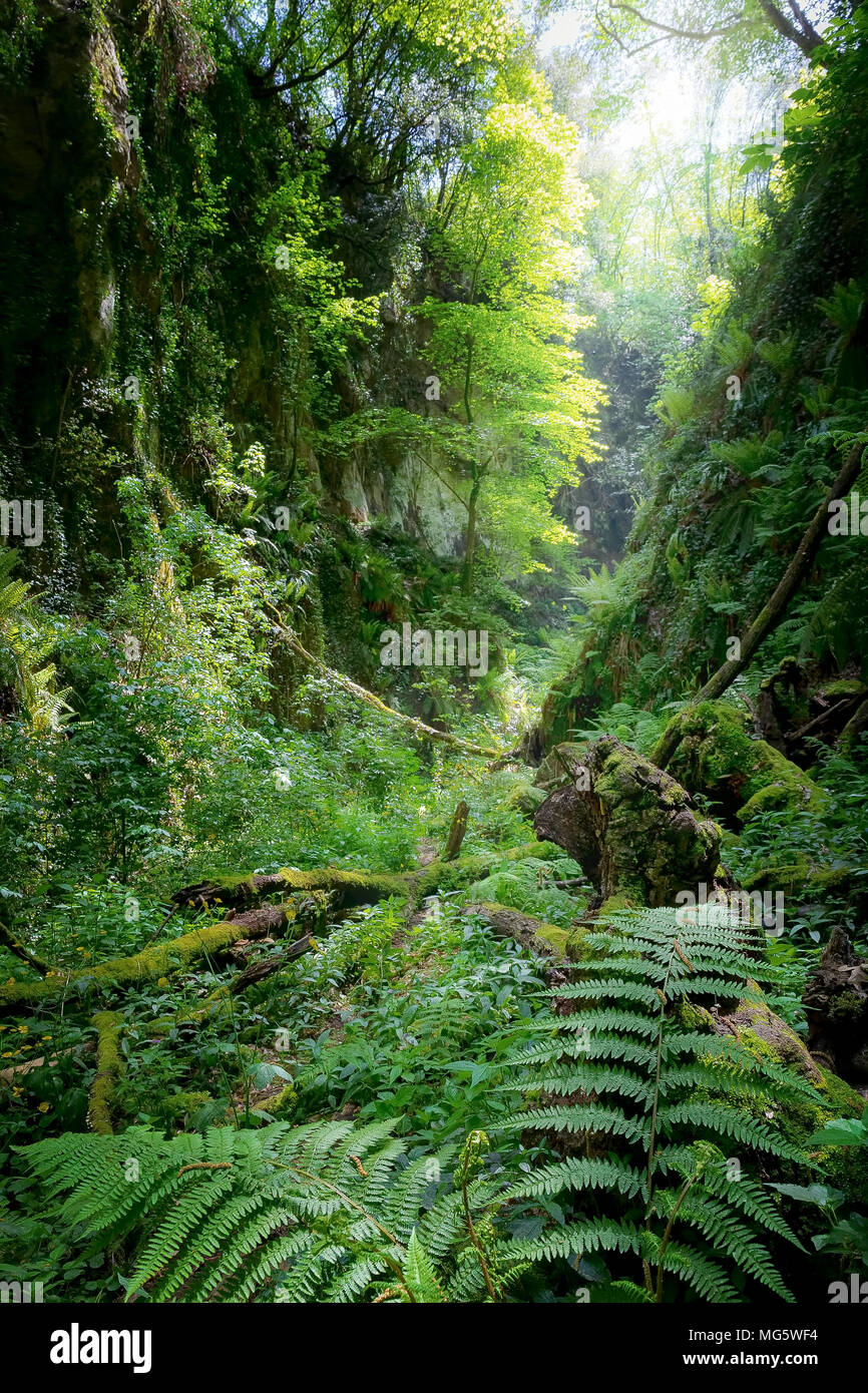 Deep gorge with vertical walls and approached, rich vegetation of ferns ...