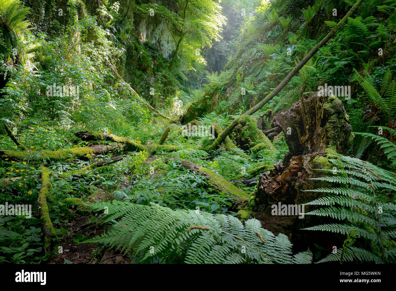 Deep gorge with vertical walls and approached, rich vegetation of ferns ...