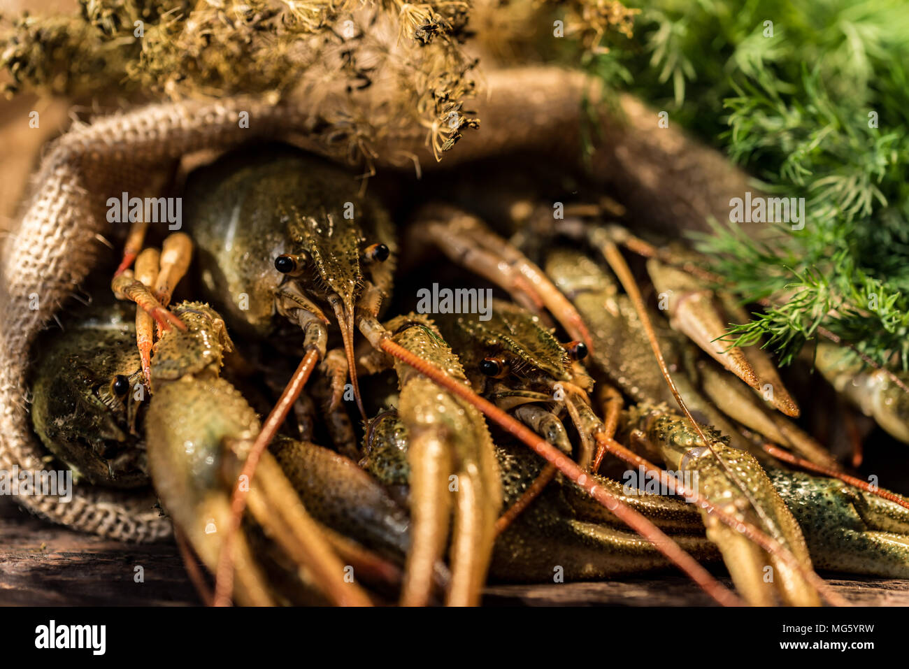 Raw unprepared crawfish with dill on wooden background Stock Photo - Alamy