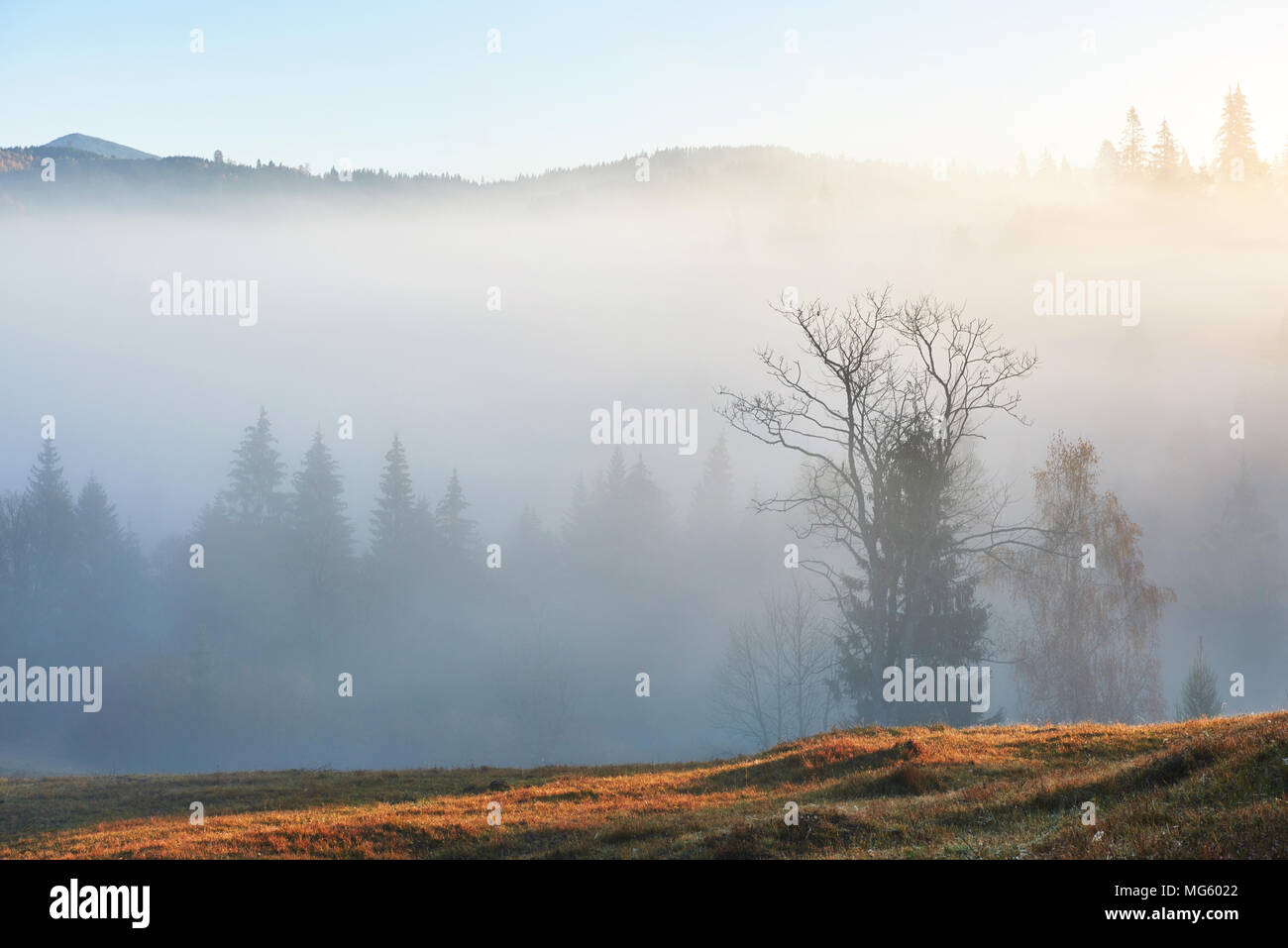 Fairy sunrise in the mountain forest landscape in the morning. The fog ...
