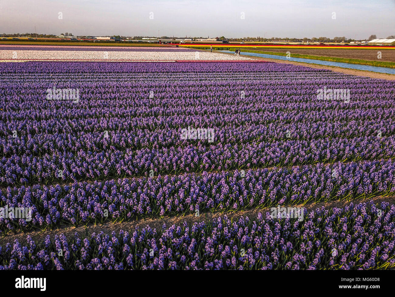 Keukenhof lisse aerial hi-res stock photography and images - Alamy