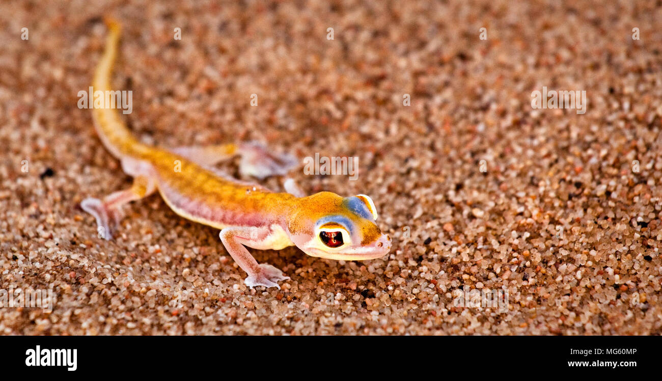 Namibia - April 27, 2009: Small yellow Gecko in the Namib Desert Stock ...