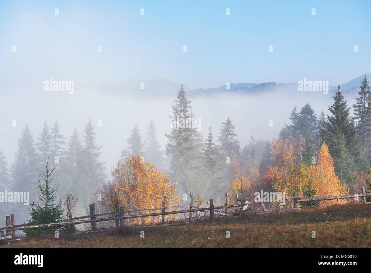 Morning fog creeps with scraps over autumn mountain forest covered in ...
