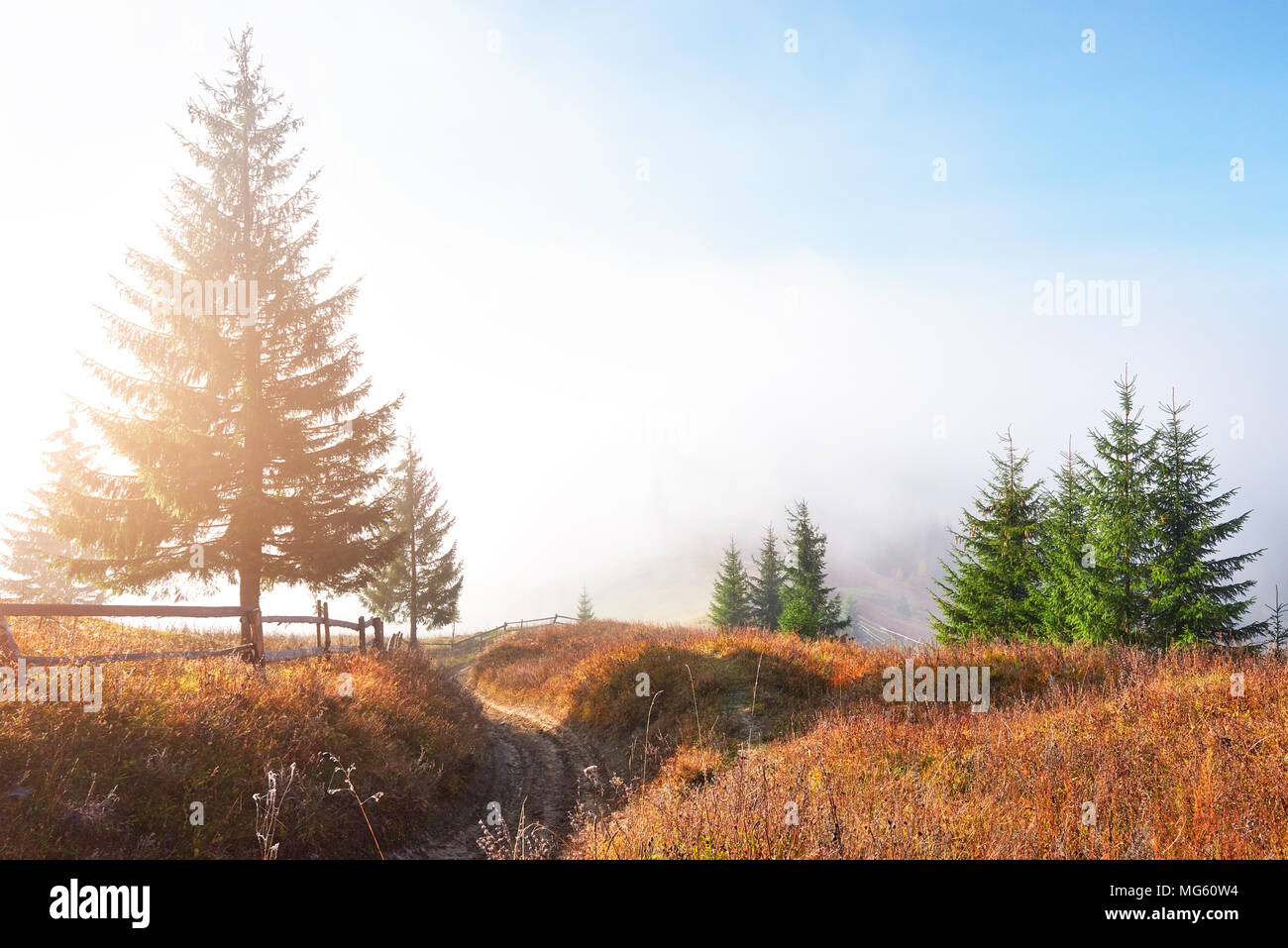 Morning fog creeps with scraps over autumn mountain forest covered in ...