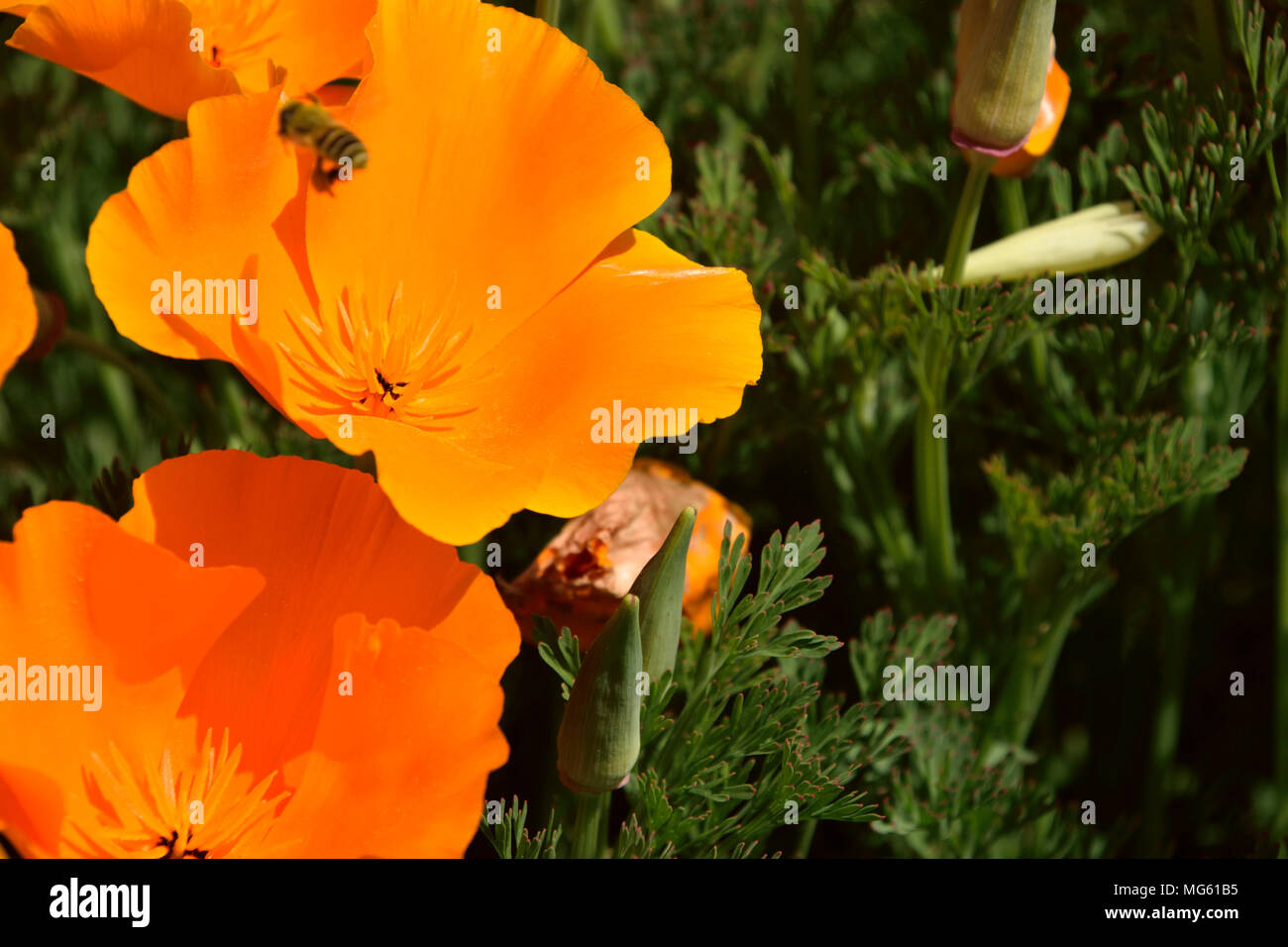 Kashmir poppy hi-res stock photography and images - Alamy