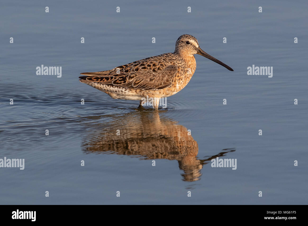 Short Billed Dowitcher Florida Stock Photo - Alamy