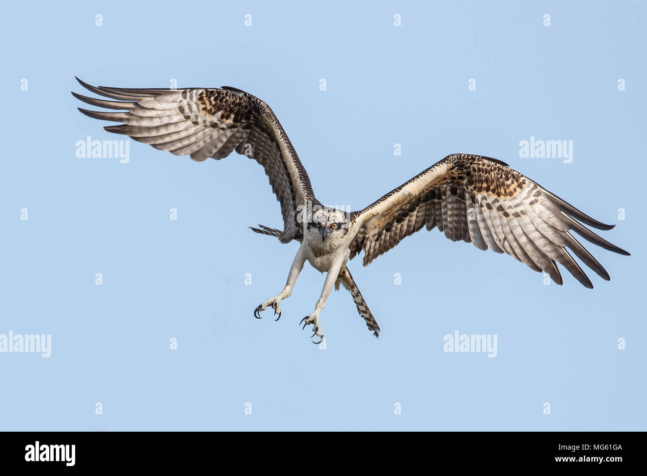 Osprey trail hi-res stock photography and images - Alamy