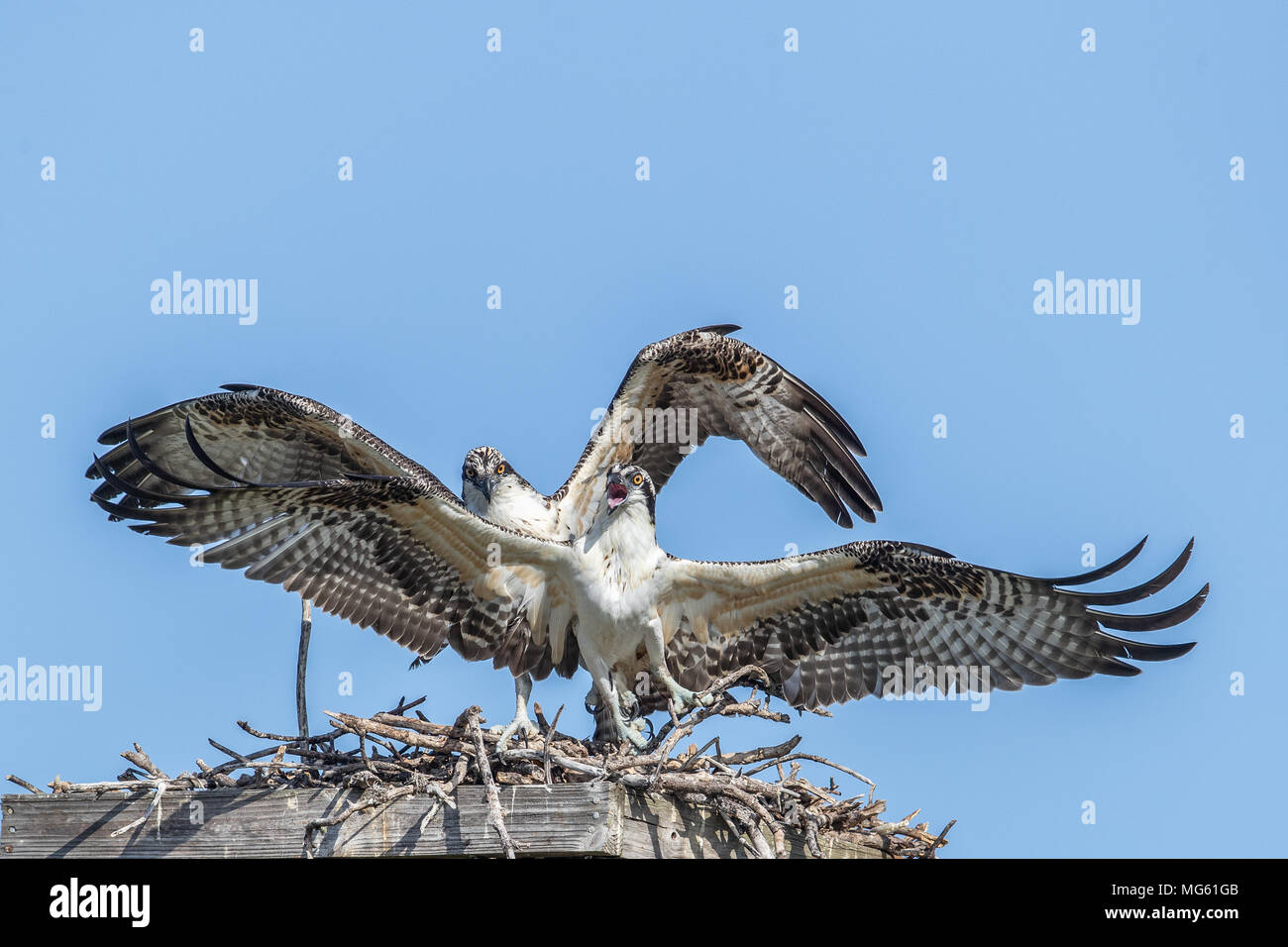 Osprey trail hi-res stock photography and images - Alamy