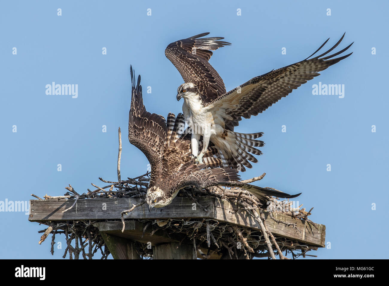 Osprey trail hi-res stock photography and images - Alamy