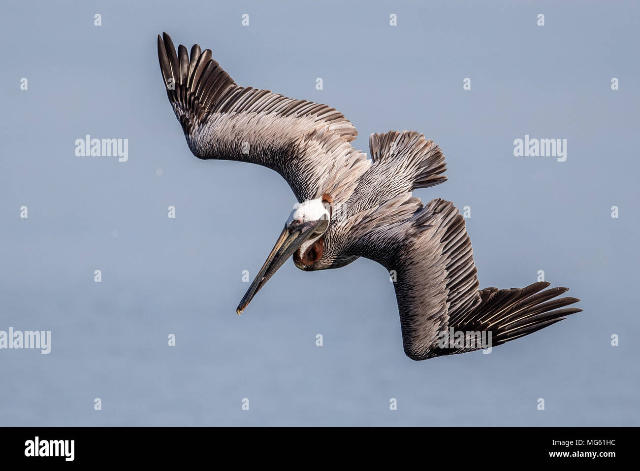 Pelican diving hi-res stock photography and images - Alamy