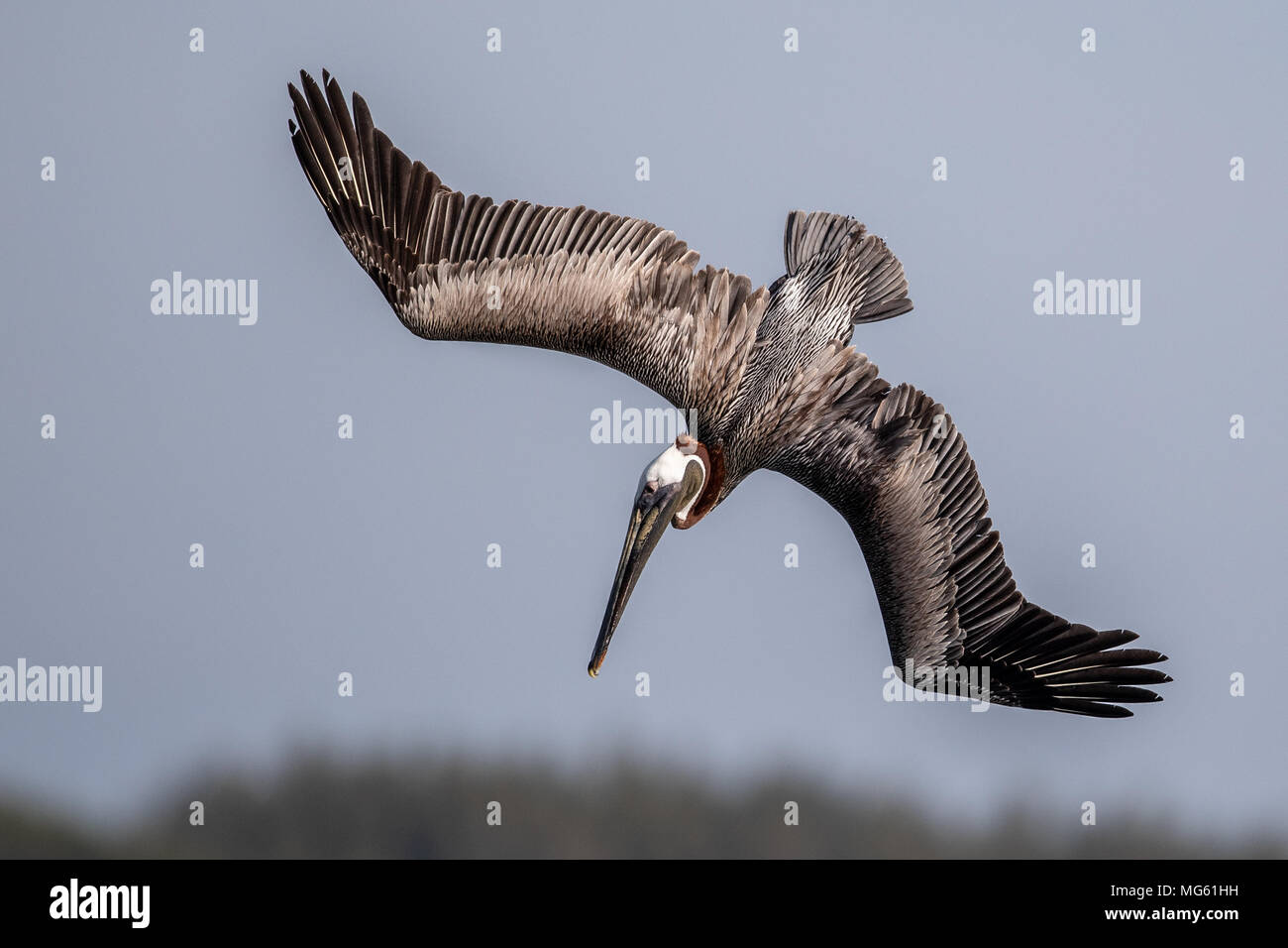 Pelican Diving Stock Photos & Pelican Diving Stock Images - Alamy