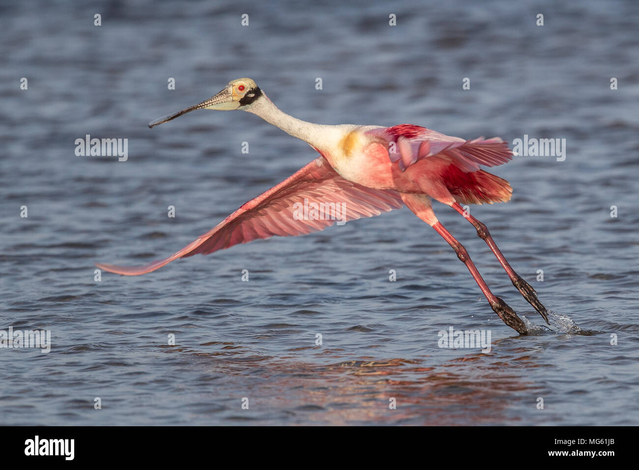 Roseate Spoonbill, Florida Stock Photo - Alamy