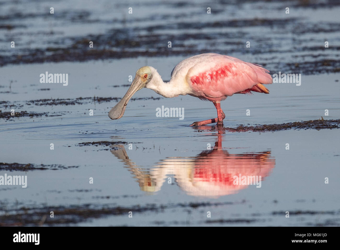 Roseate Spoonbill, Florida Stock Photo - Alamy