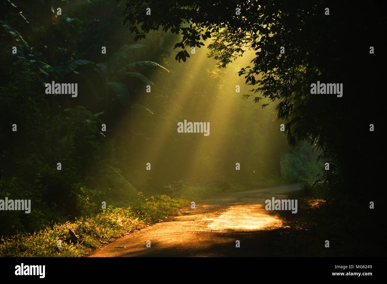 Morning sun light rays piercing through the trees Stock Photo - Alamy