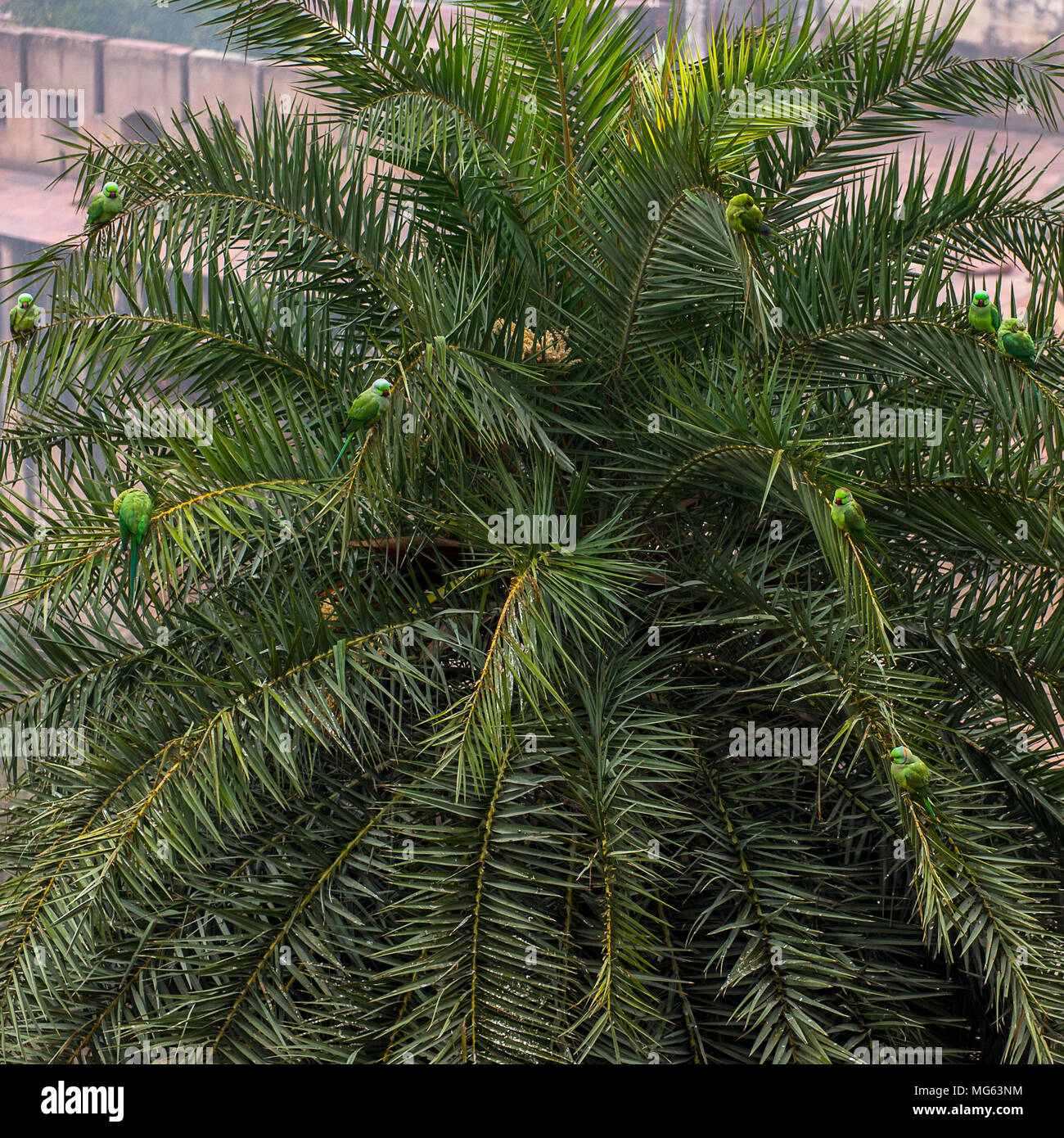 Green parrots on a tree at the Red Fort of Agra, India. UNESCO World ...