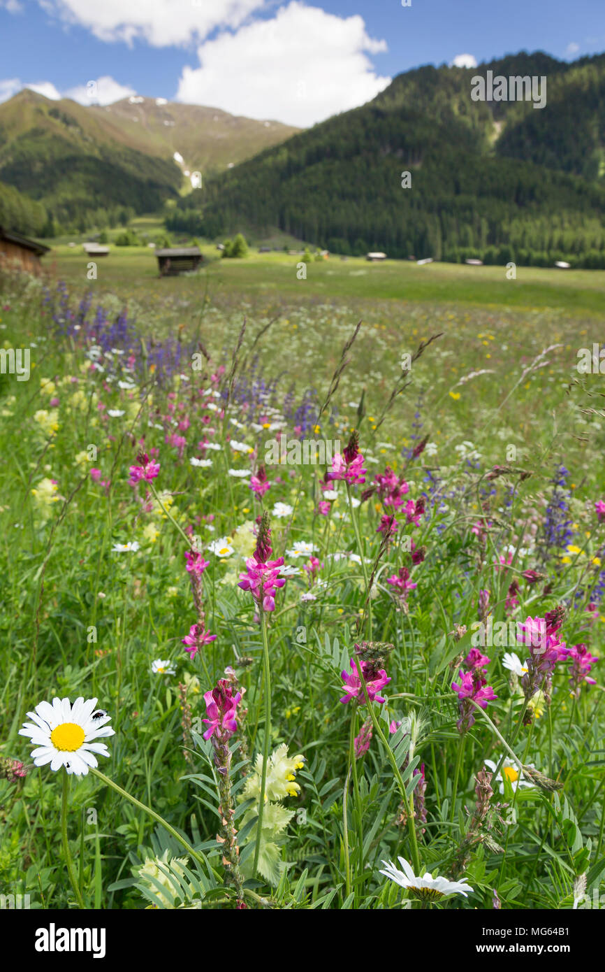 Austria tyrol meadow mountains flowers hi-res stock photography and ...