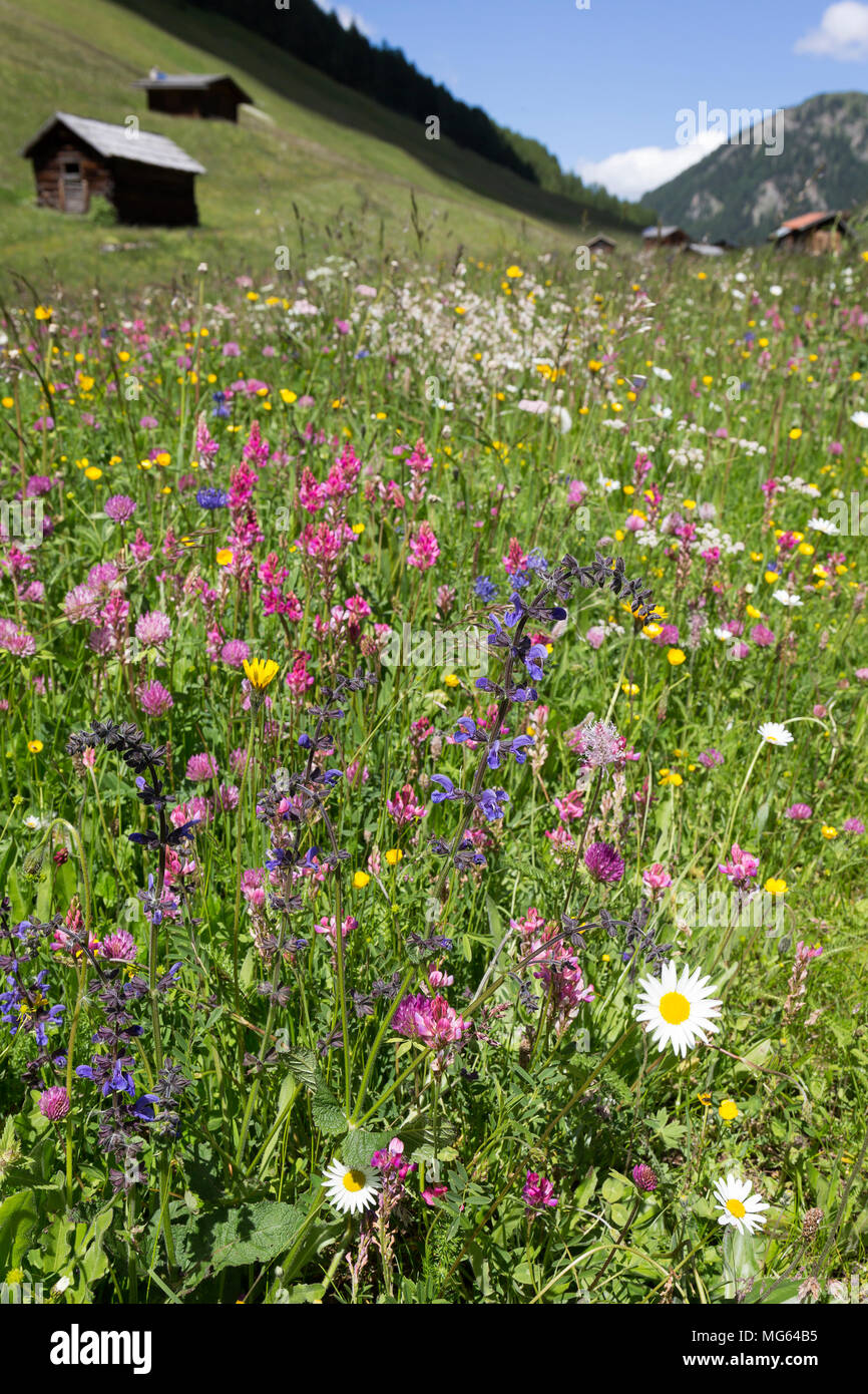 Austria tyrol meadow mountains flowers hi-res stock photography and ...