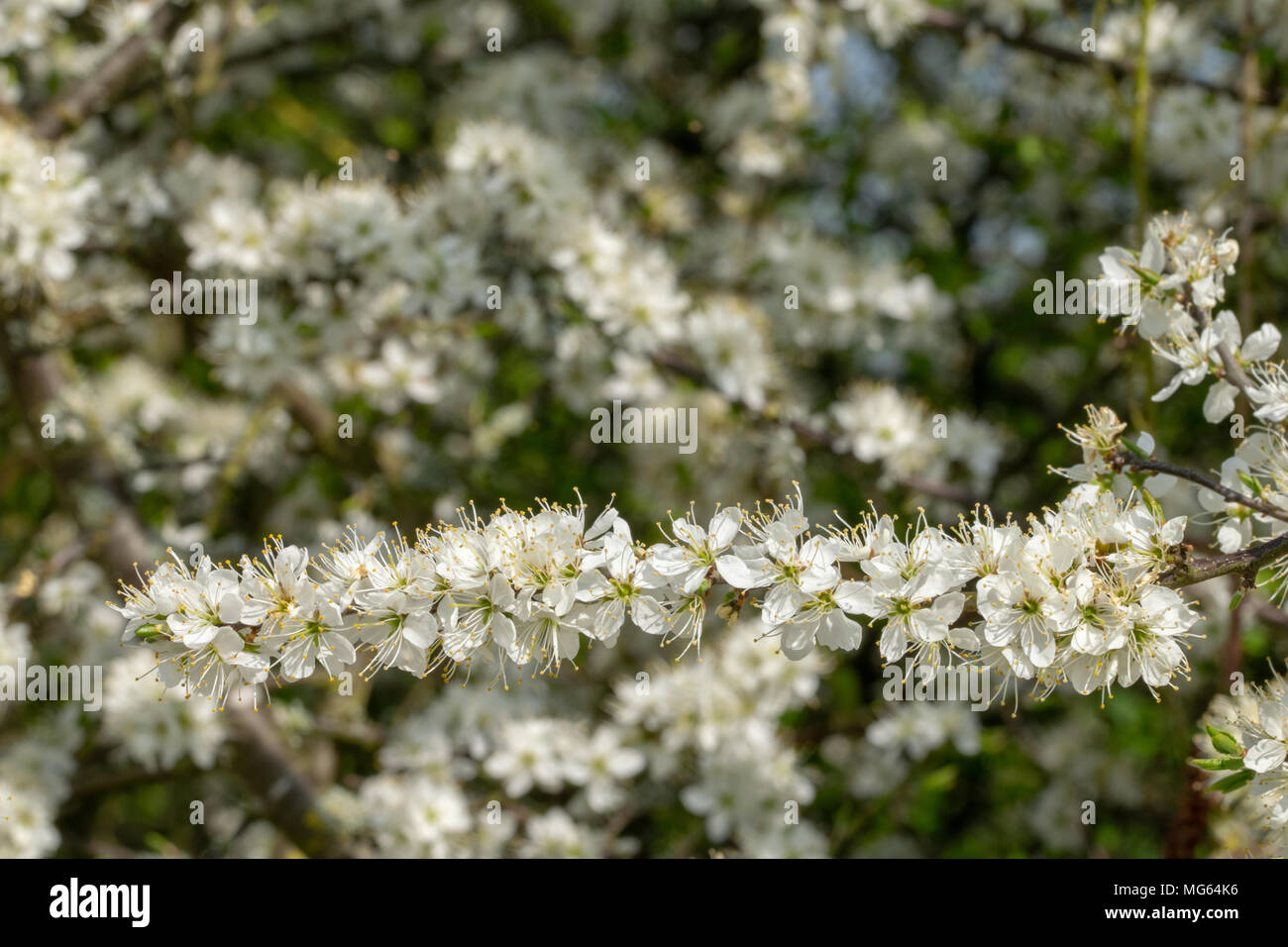Spring tree blossom Stock Photo - Alamy