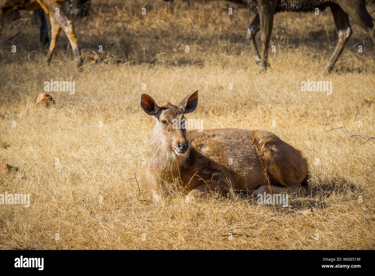 Close up of a cute deer in Indian reserve Stock Photo - Alamy