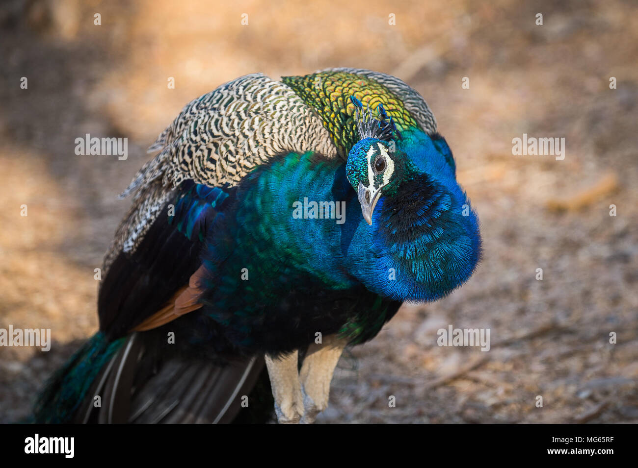 State bird of rajasthan hi-res stock photography and images - Alamy