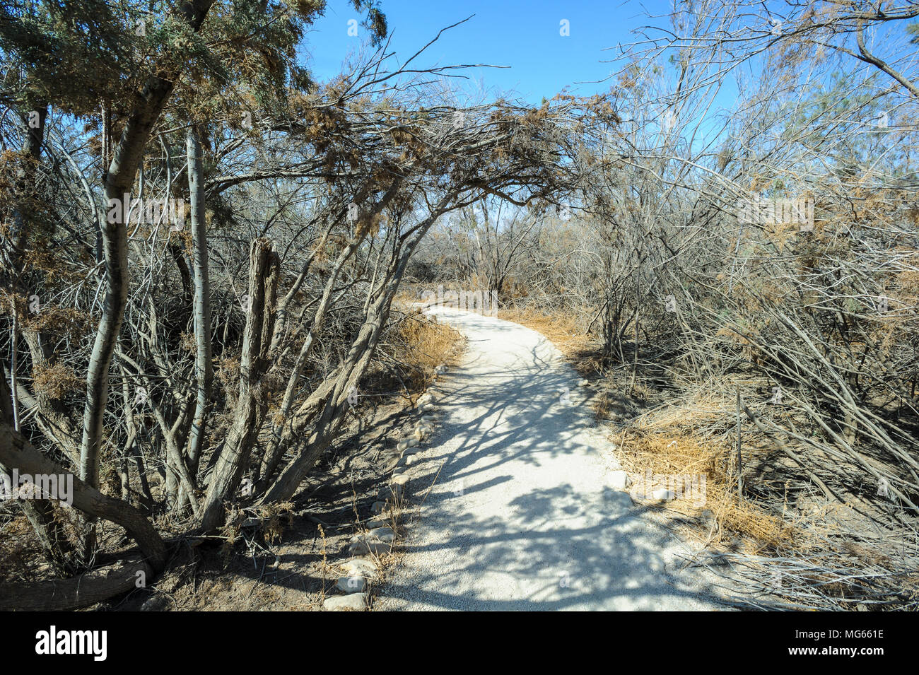 Simon the leper hi-res stock photography and images - Alamy